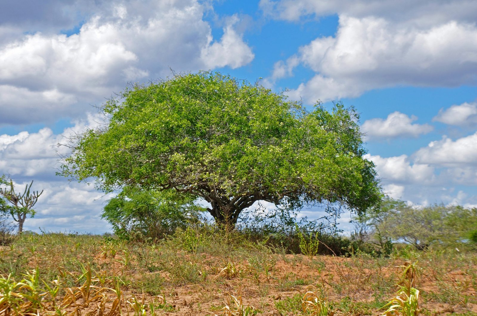 Umbu e seus benefícios - Paraíba Cultural