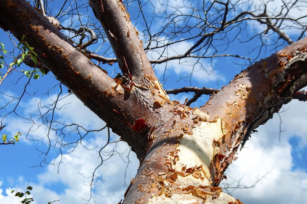 A riqueza do Cumaru torna a espécie ameaçada de extinção - Paraíba Cultural