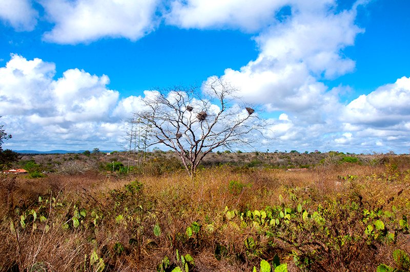 Projeto Cumaru destaca avanços na preservação das árvores da Caatinga ...